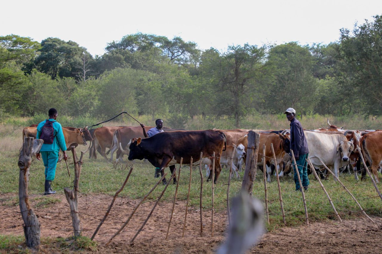 Demonstration Farm | Kasisi Agricultural Training Centre Zambia